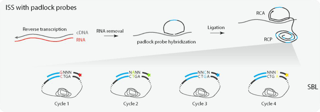 空間オミクス解析①：テクノロジーの概要と現状 - Aurora blog