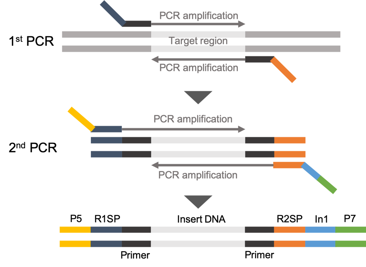 マイクロバイオーム解析②： 16Sデータの前処理について - Aurora blog