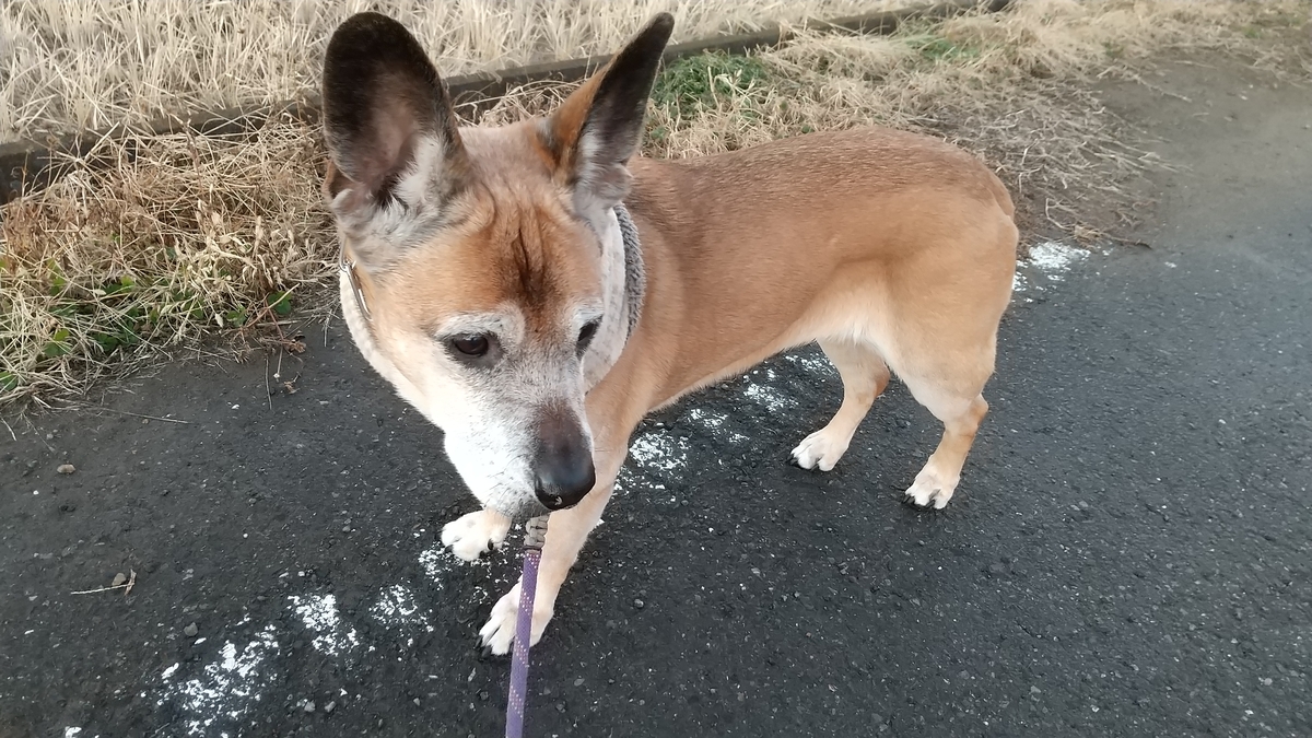 動物と話したい
