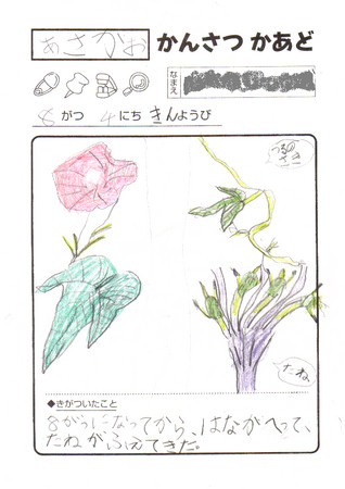朝顔の観察シート 朝顔 観察日記 書き方 Xggm