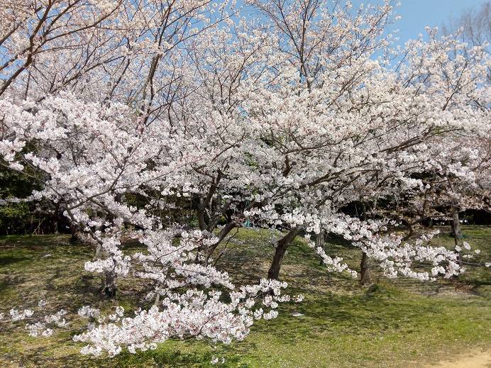 Akashi Park's Sakura - Introducing western Japan's life