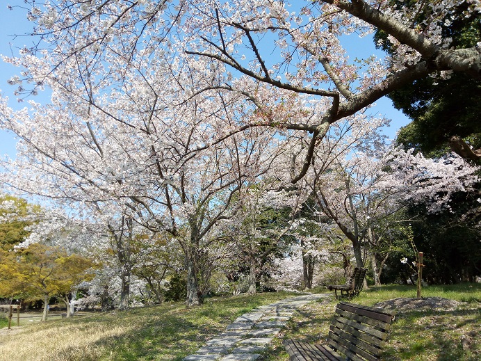 Akashi Park's Sakura - Introducing western Japan's life