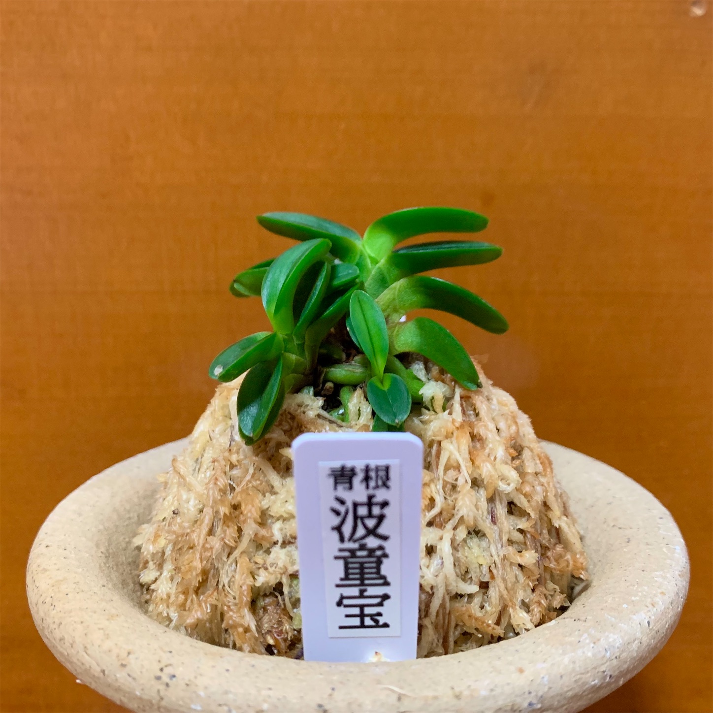 青根 波童宝 - 純風満蘭（富貴蘭・風蘭ブログ 着生蘭よもやま話）