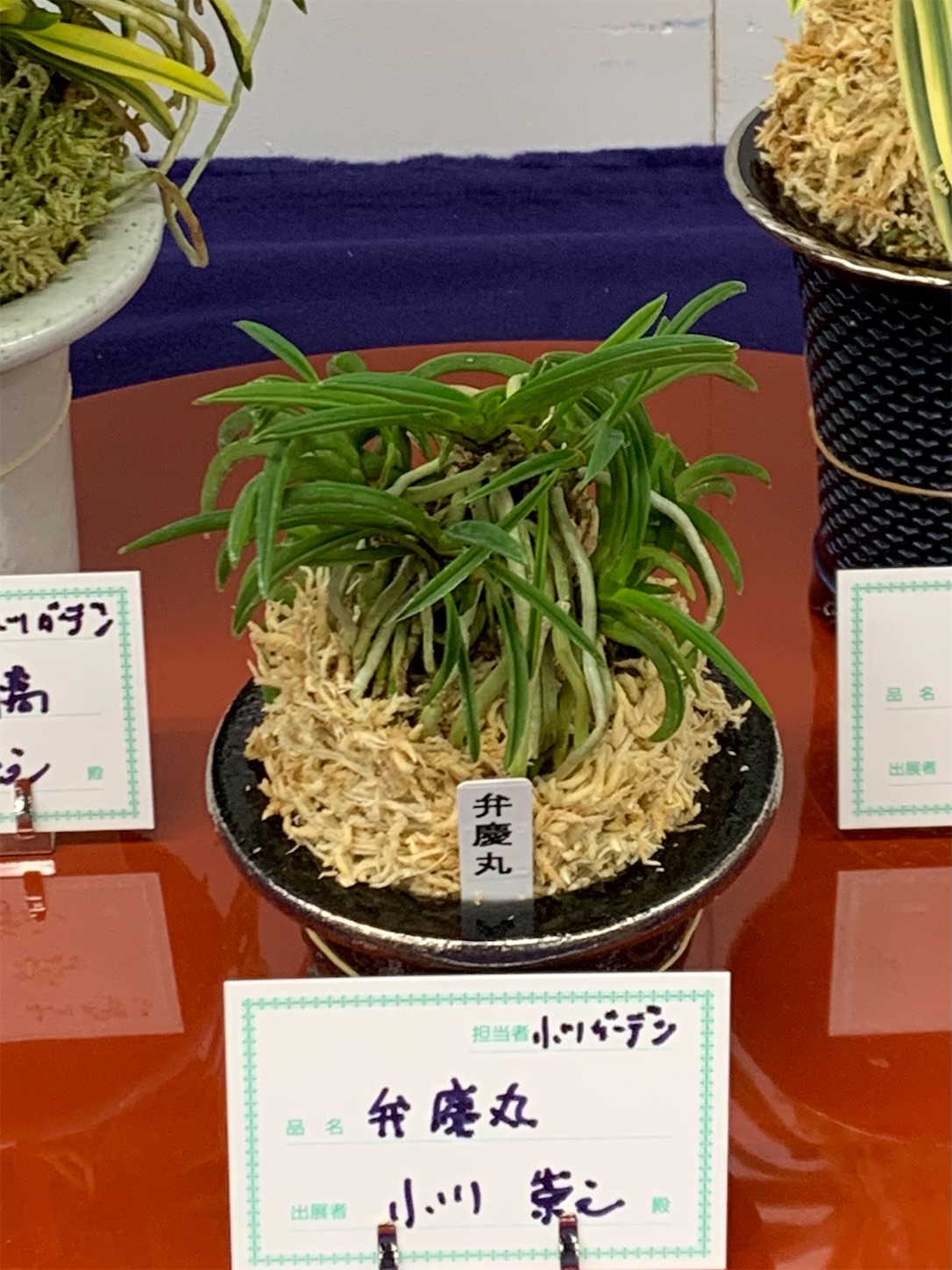 東洋蘭総合大展示会 上野に行ってきました - 純風満蘭（富貴蘭・風蘭ブログ 着生蘭よもやま話）