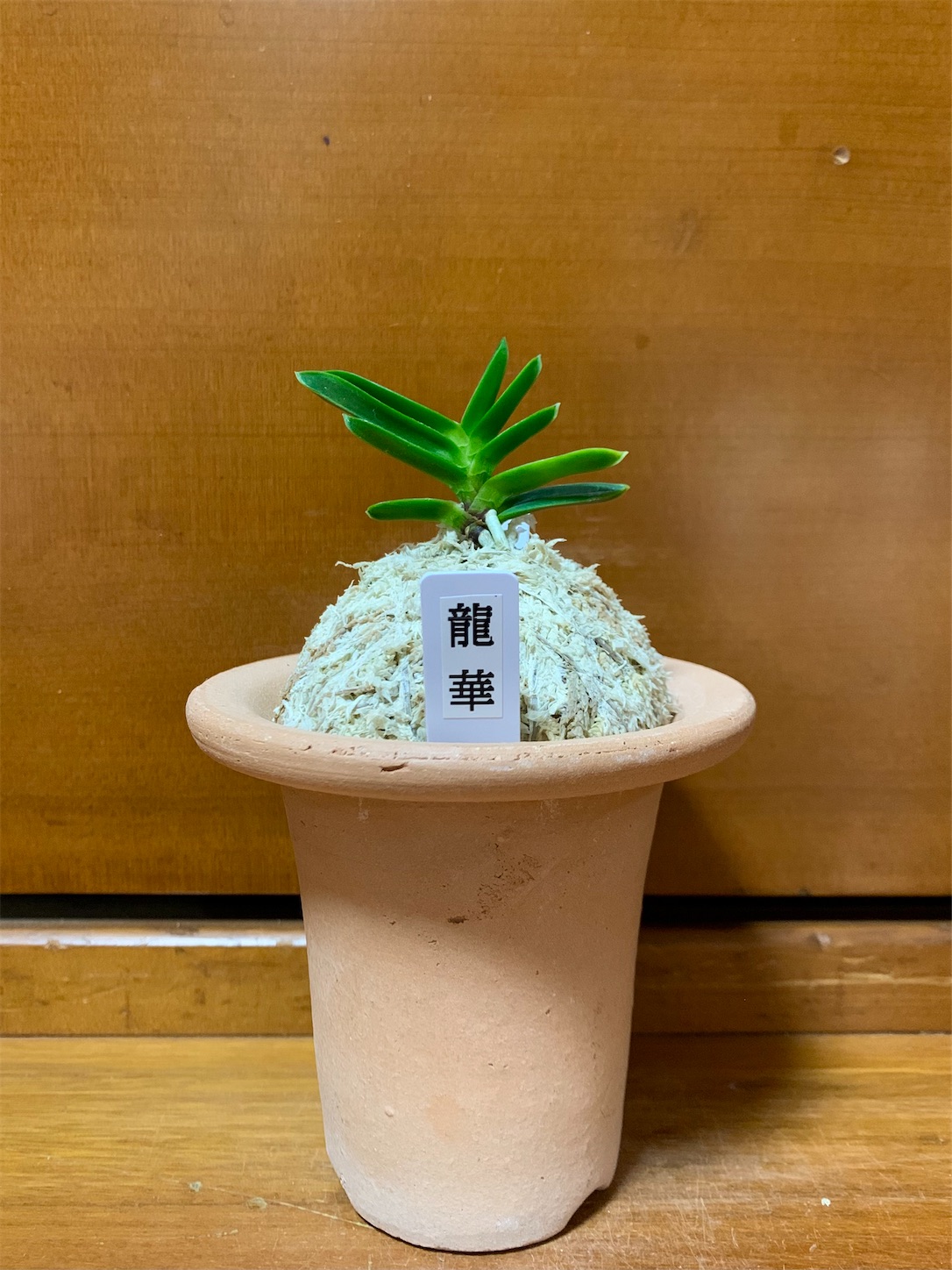 龍華 - 純風満蘭（富貴蘭・風蘭ブログ 着生蘭よもやま話）