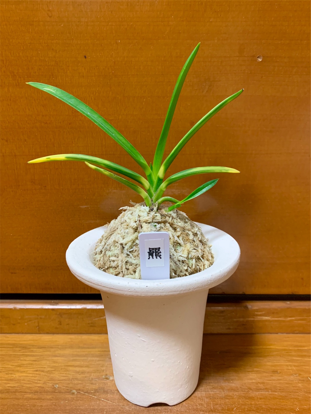 羆 - 純風満蘭（富貴蘭・風蘭ブログ 着生蘭よもやま話）