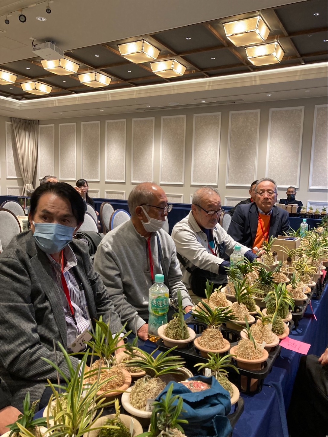 秋季大会、日本富貴蘭会 - 純風満蘭（富貴蘭・風蘭ブログ 着生蘭よもやま話）