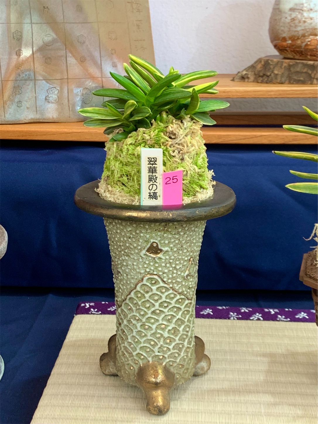 四国山草園 第16回 蘭の自慢会 - 純風満蘭（富貴蘭・風蘭ブログ 着生蘭よもやま話）
