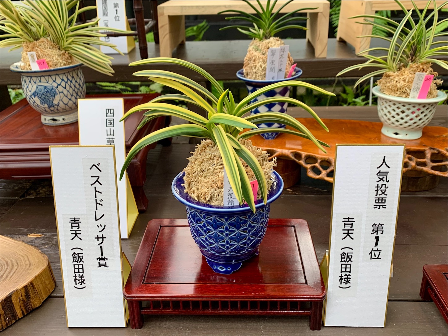 四国山草園 第16回 蘭の自慢会 受賞作品 - 純風満蘭（富貴蘭・風蘭ブログ 着生蘭よもやま話）