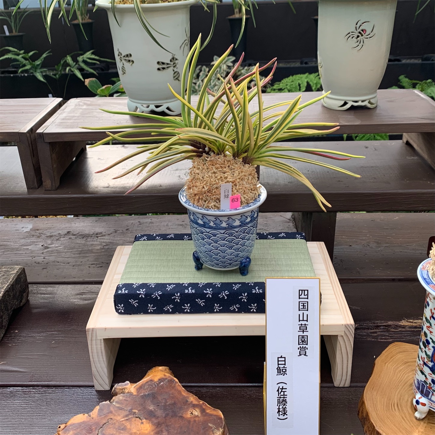 四国山草園 第16回 蘭の自慢会 受賞作品 - 純風満蘭（富貴蘭・風蘭ブログ 着生蘭よもやま話）