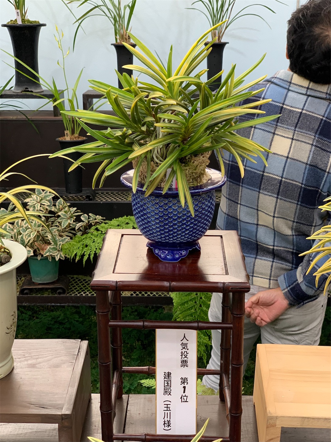 四国山草園 第16回 蘭の自慢会 受賞作品 - 純風満蘭（富貴蘭・風蘭ブログ 着生蘭よもやま話）