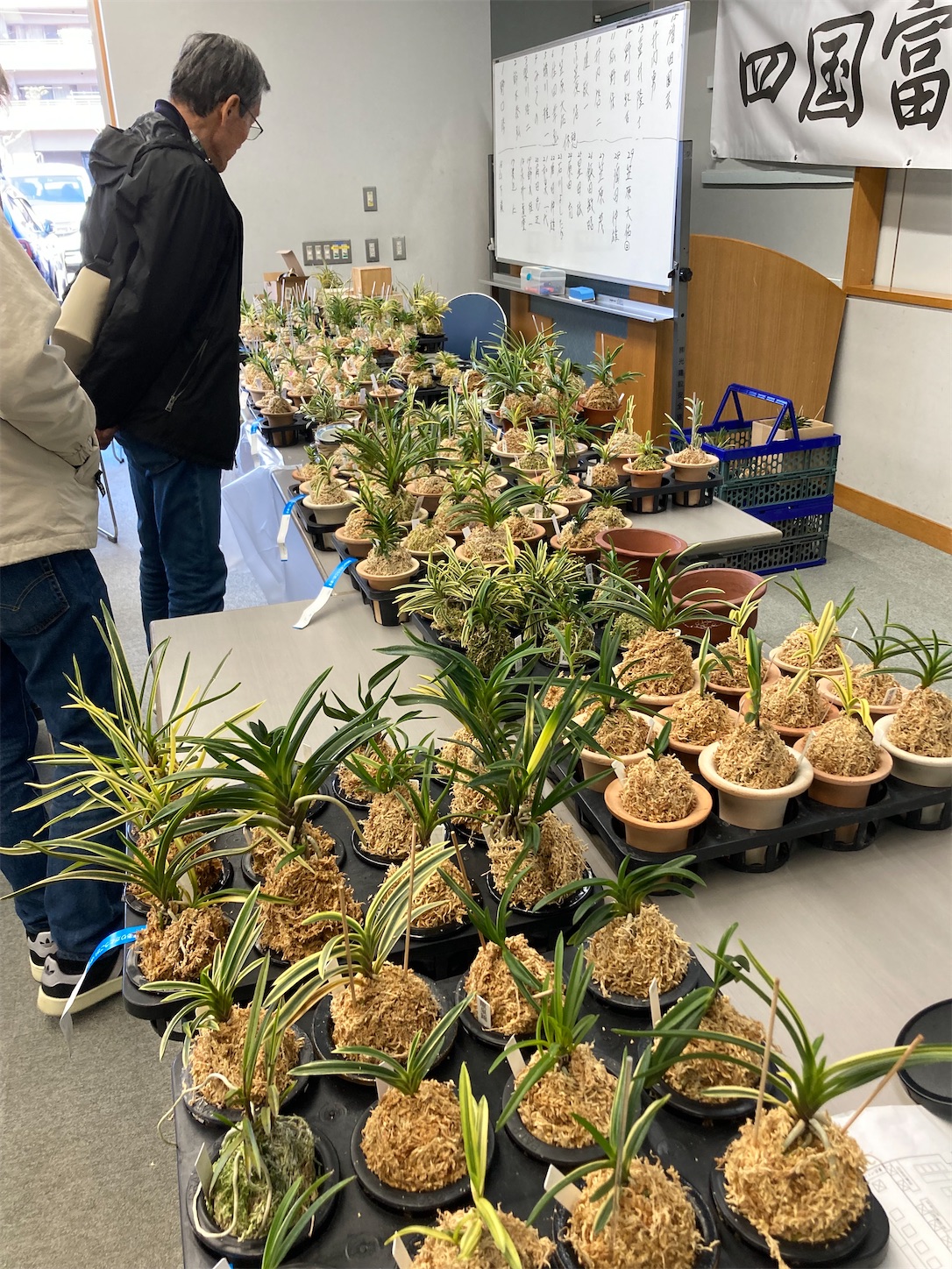 第46回 四国富貴蘭会 展示・交換会 - 純風満蘭（富貴蘭・風蘭ブログ 着生蘭よもやま話）