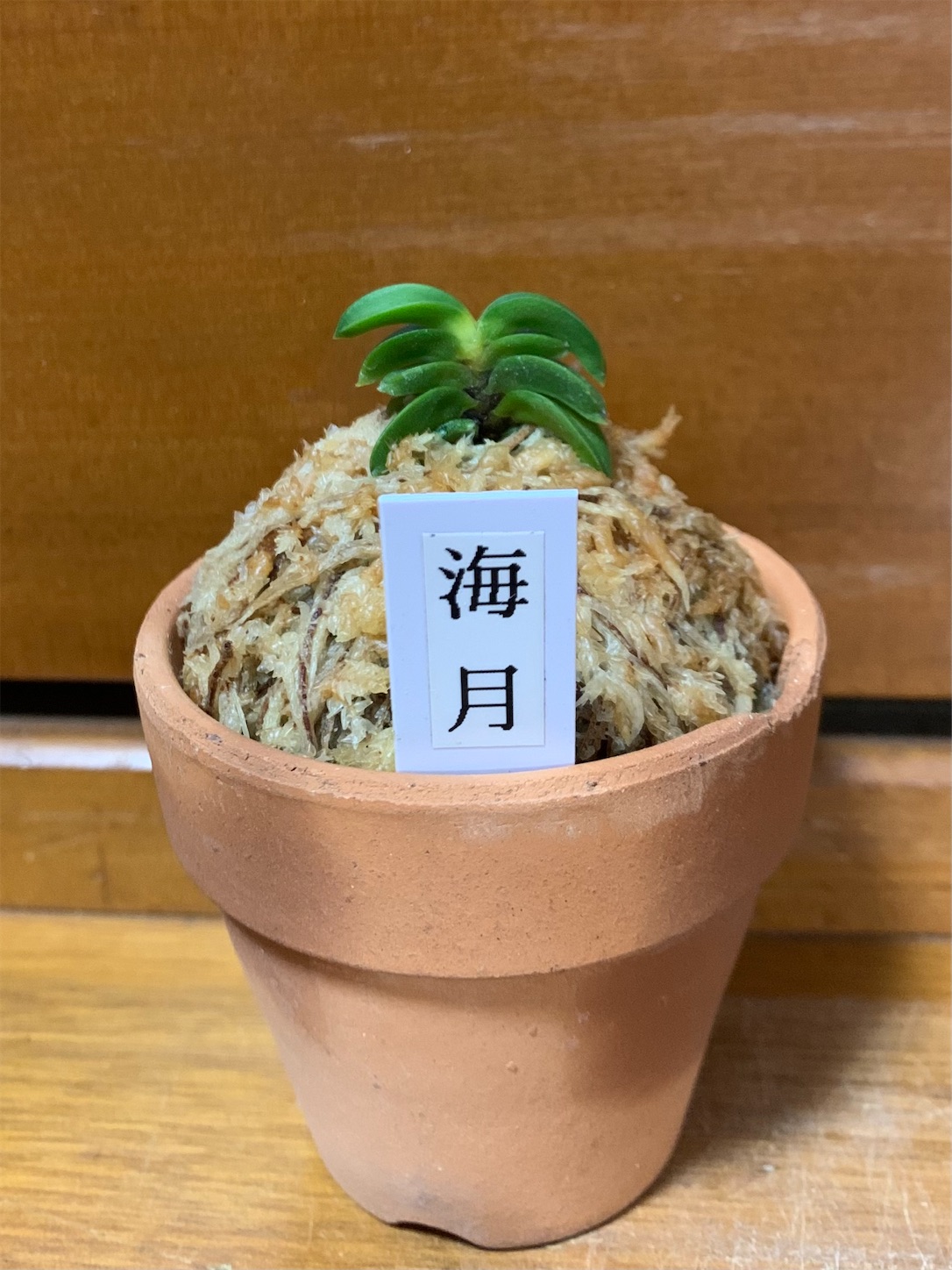 海月 - 純風満蘭（富貴蘭・風蘭ブログ 着生蘭よもやま話）