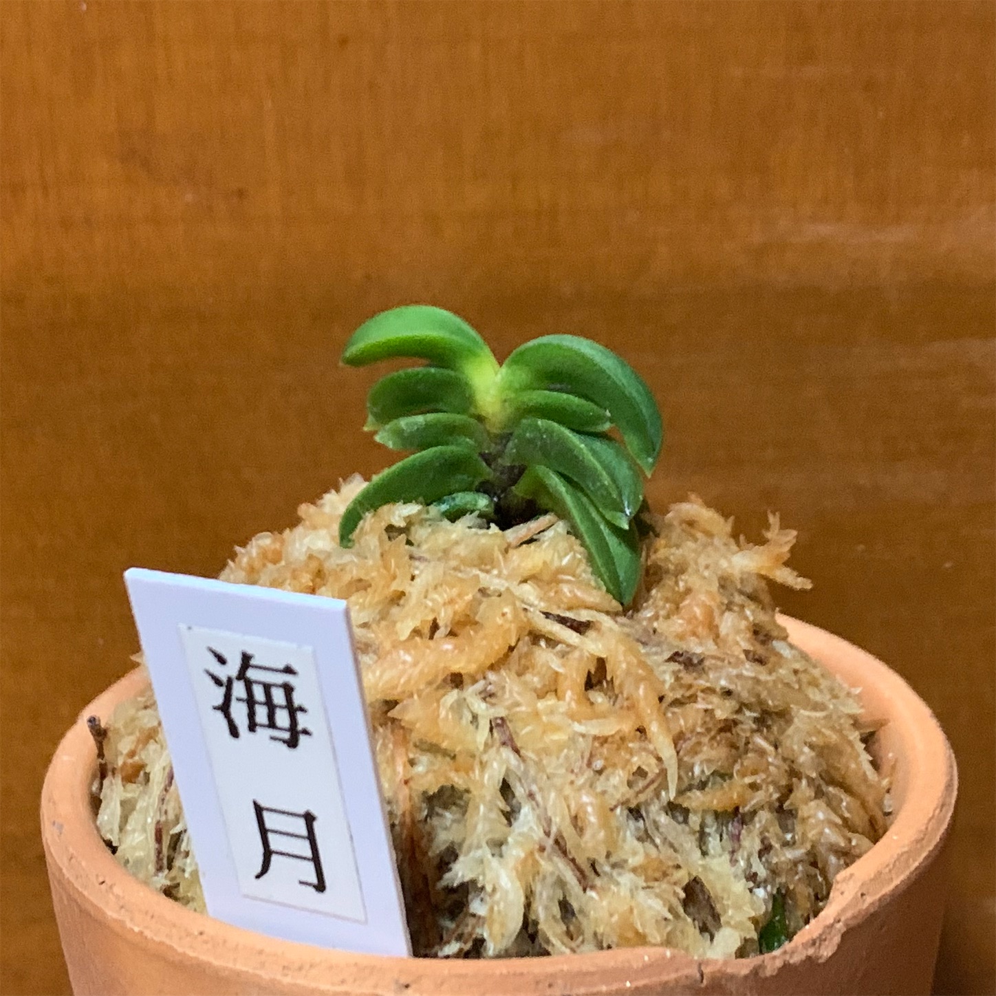 海月 - 純風満蘭（富貴蘭・風蘭ブログ 着生蘭よもやま話）