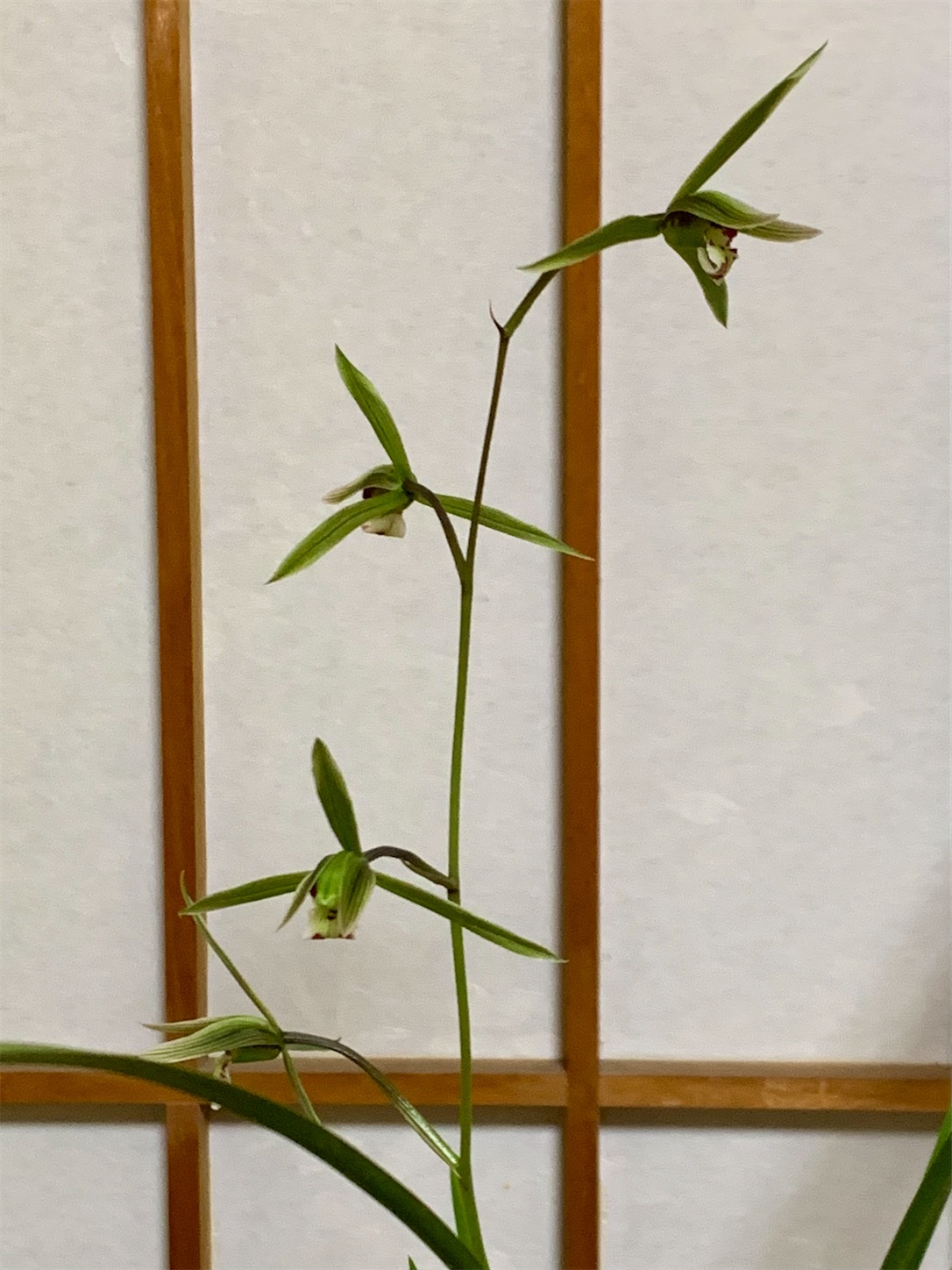 やっと咲きました寒蘭 - 純風満蘭（富貴蘭・風蘭ブログ 着生蘭よもやま話）