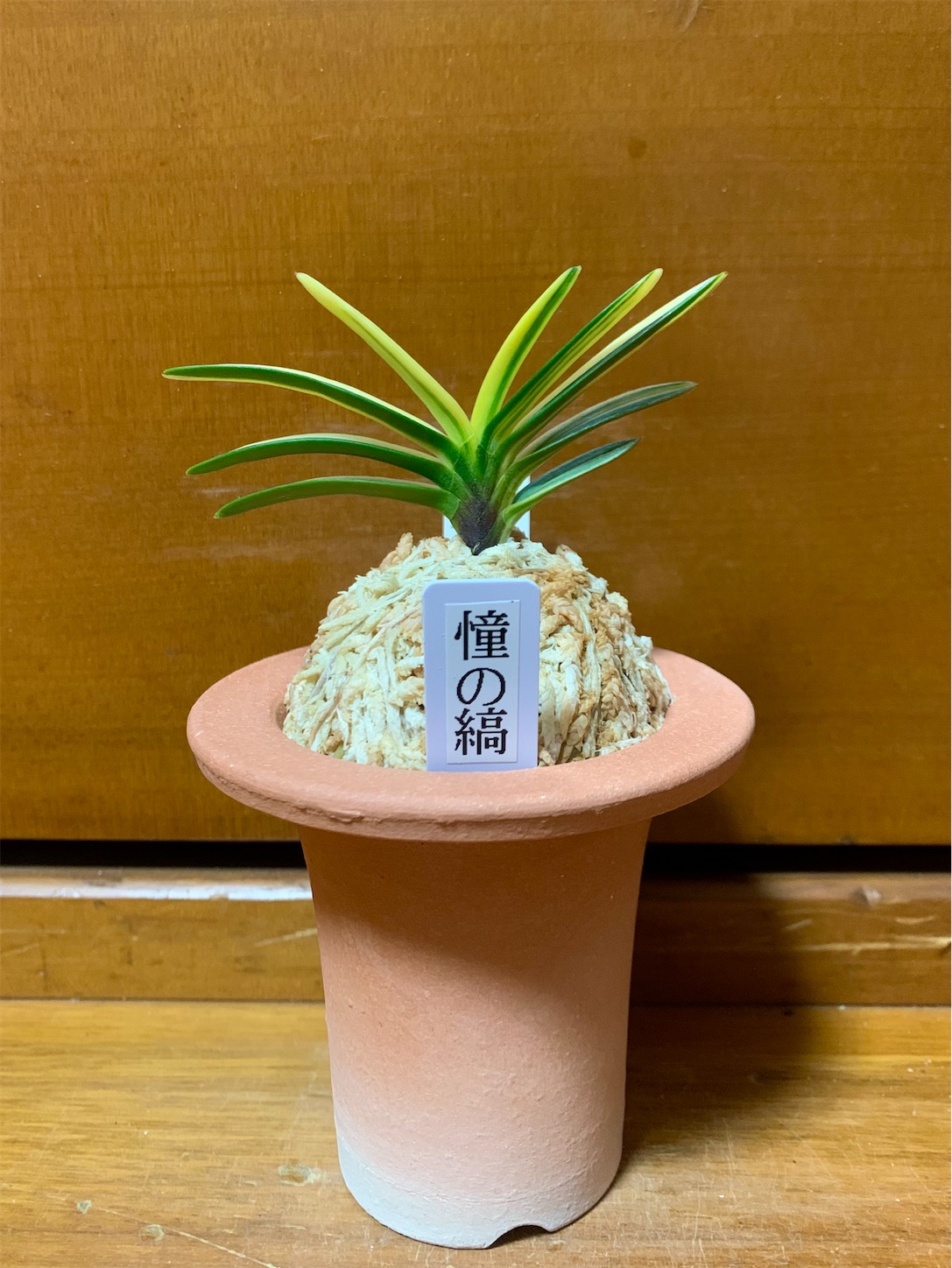 憧の縞 - 純風満蘭（富貴蘭・風蘭ブログ 着生蘭よもやま話）