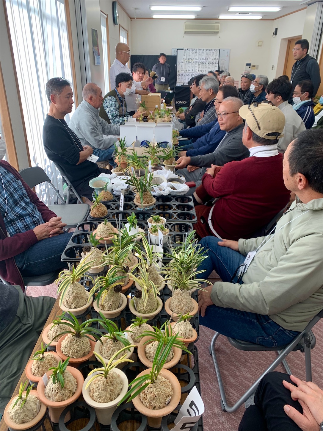 四国山草園交換会 - 純風満蘭（富貴蘭・風蘭ブログ 着生蘭よもやま話）