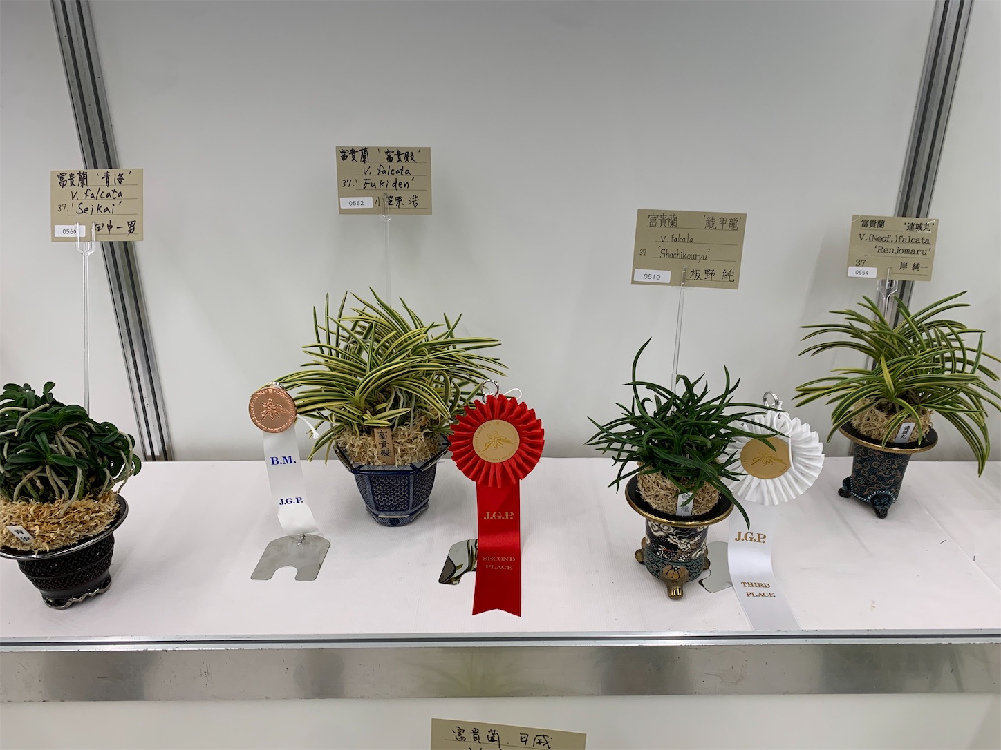 世界らん展2026に行ってきました - 純風満蘭（富貴蘭・風蘭ブログ 着生蘭よもやま話）