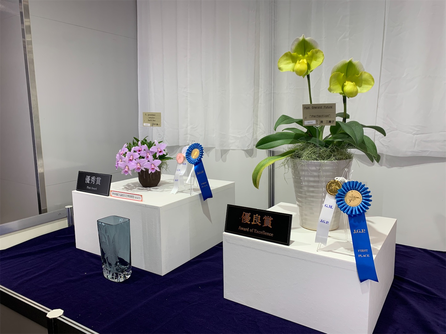 世界らん展2026に行ってきました - 純風満蘭（富貴蘭・風蘭ブログ 着生蘭よもやま話）