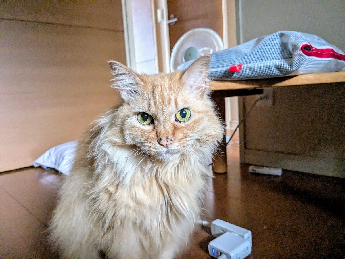 あずきちゃん21歳になる - 麗しのしましま