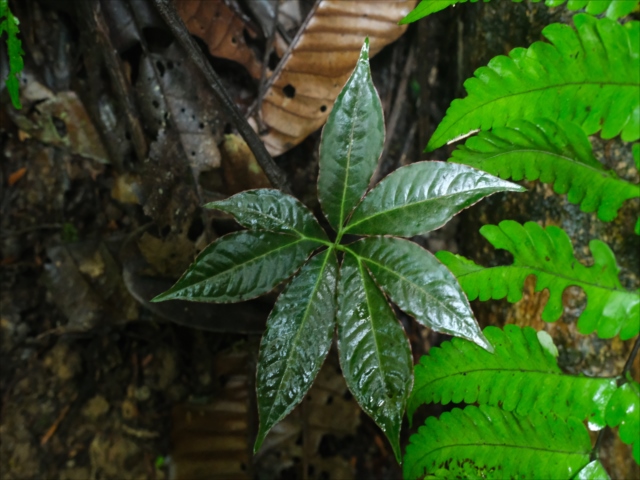 Codonoboea sp from Bukittinggi【AZ0823-10】 - azulaquarium’s diary