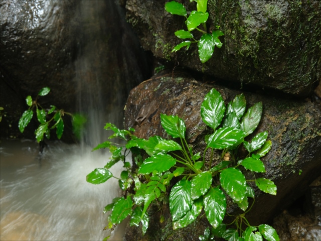 Furtadoa sumatrensis from Lubuklinggau【AZ1123-8a】 - azulaquarium’s diary