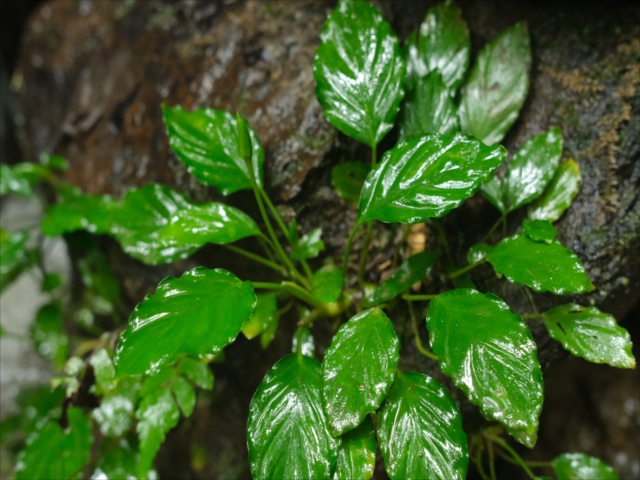 Furtadoa sumatrensis from Lubuklinggau【AZ1123-8a】 - azulaquarium’s diary