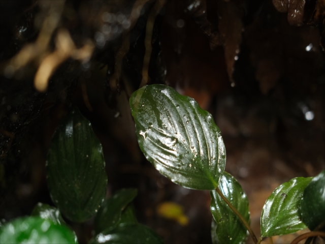 Furtadoa sumatrensis from Lubuklinggau【AZ1123-8b】 - azulaquarium’s diary