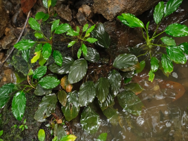 Furtadoa sumatrensis from Lubuklinggau【AZ1123-8b】 - azulaquarium’s diary