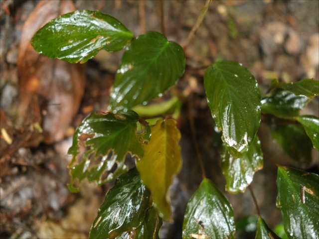 Furtadoa sumatrensis from Lubuklinggau【AZ1123-8b】 - azulaquarium’s diary