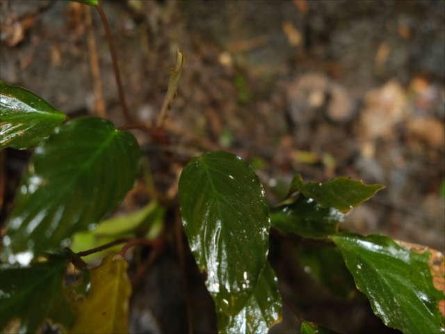 Furtadoa sumatrensis from Lubuklinggau【AZ1123-8b】 - azulaquarium’s diary