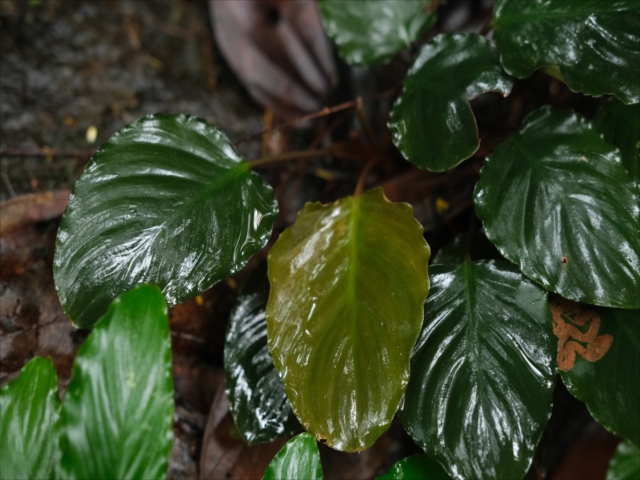 Furtadoa sumatrensis from Lubuklinggau【AZ1123-8b】 - azulaquarium’s diary