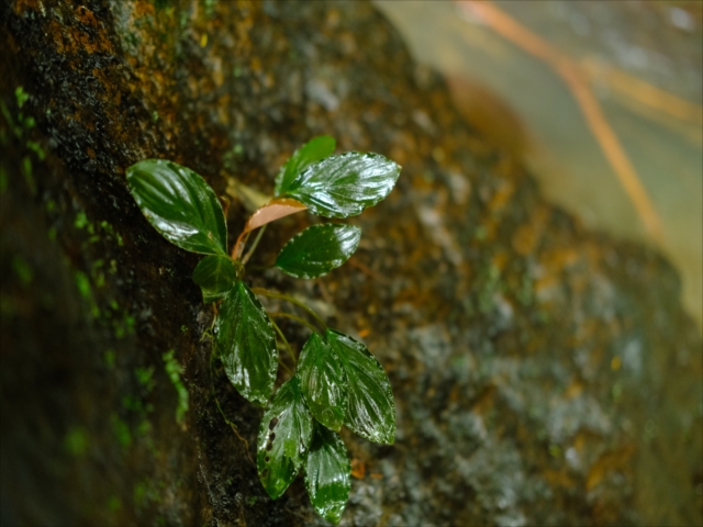 Furtadoa sumatrensis from Lubuklinggau【AZ1123-8b】 - azulaquarium’s diary