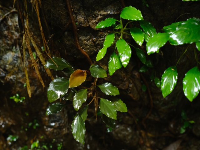Furtadoa sumatrensis from Lubuklinggau【AZ1123-8b】 - azulaquarium’s diary