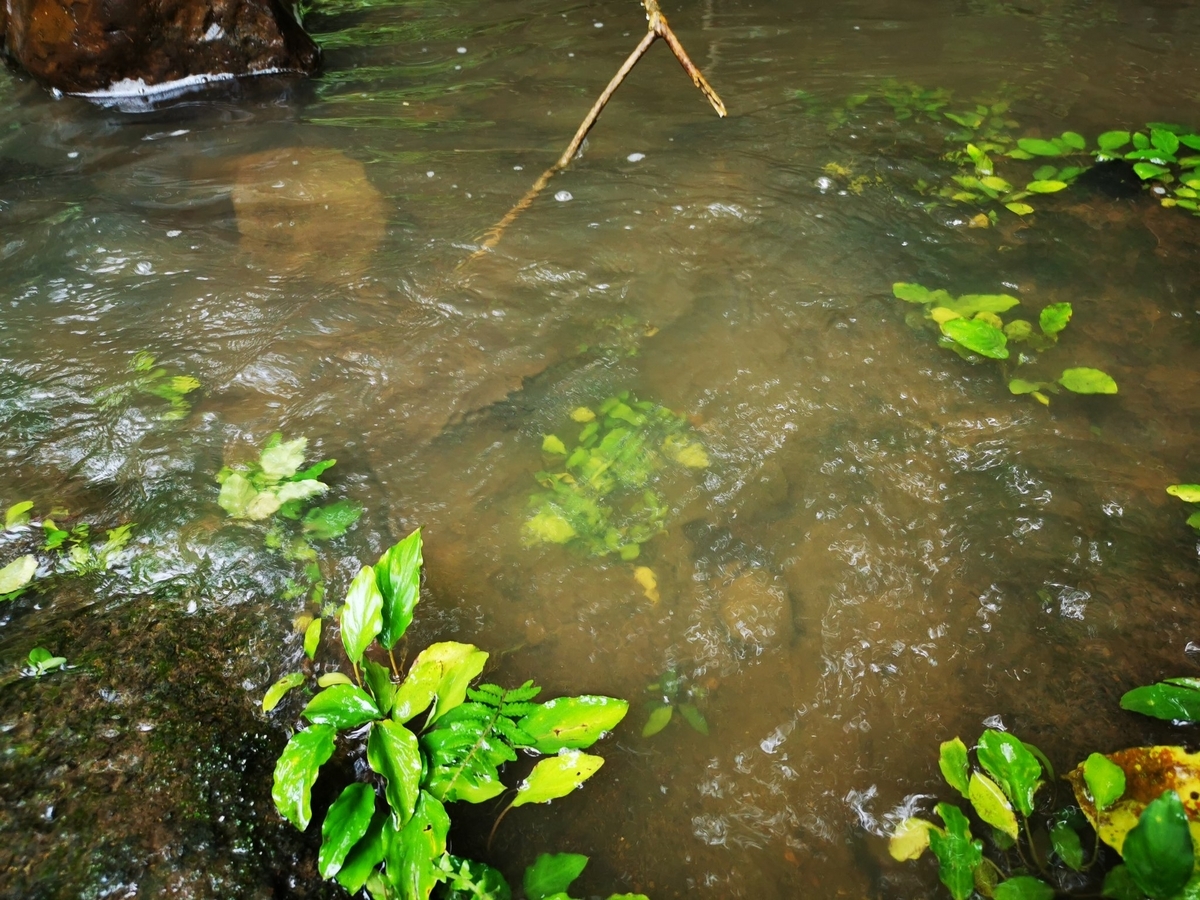 Furtadoa sumatrensis from Lubuklinggau【AZ1123-8b】 - azulaquarium’s diary