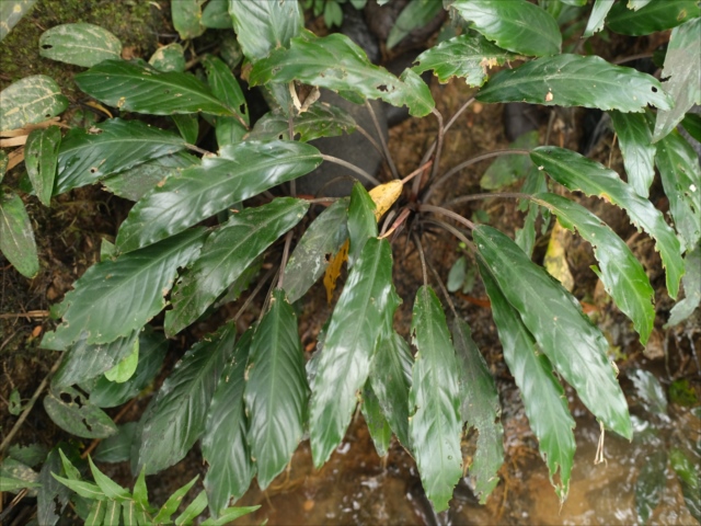 Piptospatha sp.from Ng Pinoh【AZ0425-3】 - azulaquarium’s diary