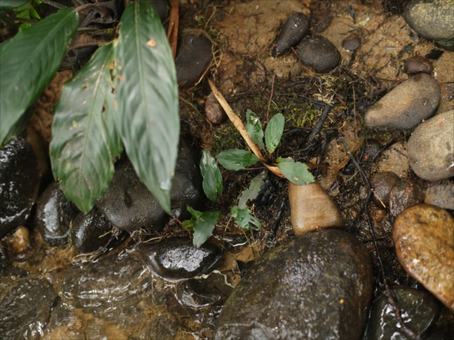 Piptospatha sp.from Ng Pinoh【AZ0425-3】 - azulaquarium’s diary