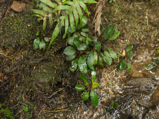 Piptospatha sp.from Ng Pinoh【AZ0425-3】 - azulaquarium’s diary