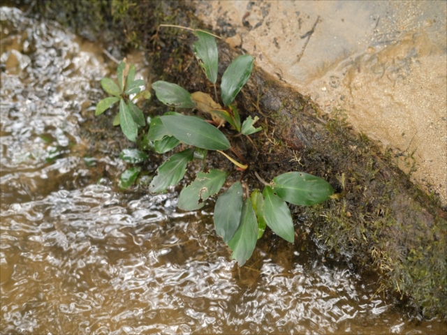 Piptospatha sp.from Ng Pinoh【AZ0425-3】 - azulaquarium’s diary