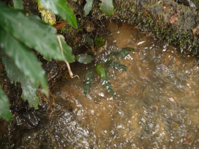 Piptospatha sp.from Ng Pinoh【AZ0425-3】 - azulaquarium’s diary