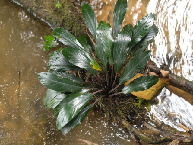 Piptospatha sp.from Ng Pinoh【AZ0425-3】 - azulaquarium’s diary
