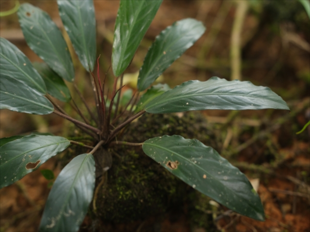 Piptospatha sp.from Ng Pinoh【AZ0425-3】 - azulaquarium’s diary