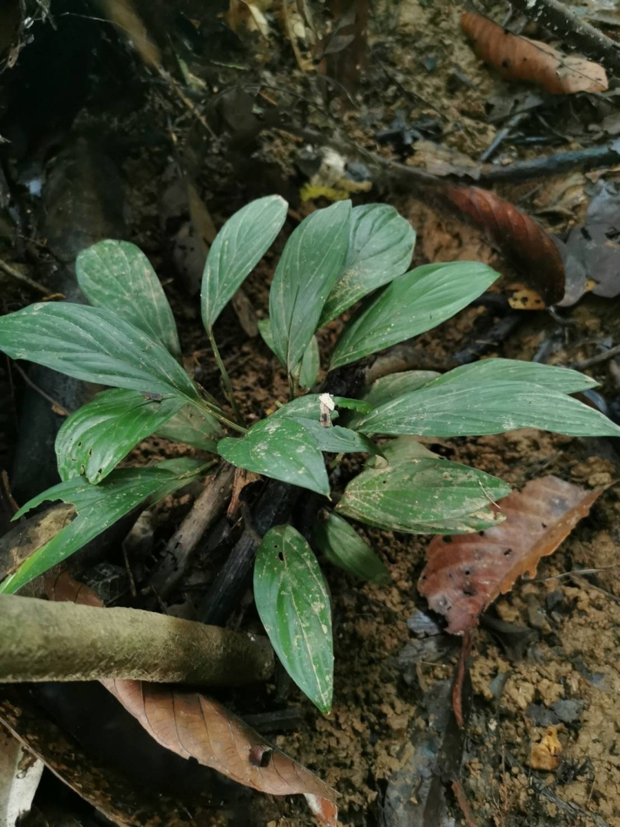 Piptospatha sp.from Ng Pinoh【AZ0425-3】 - azulaquarium’s diary