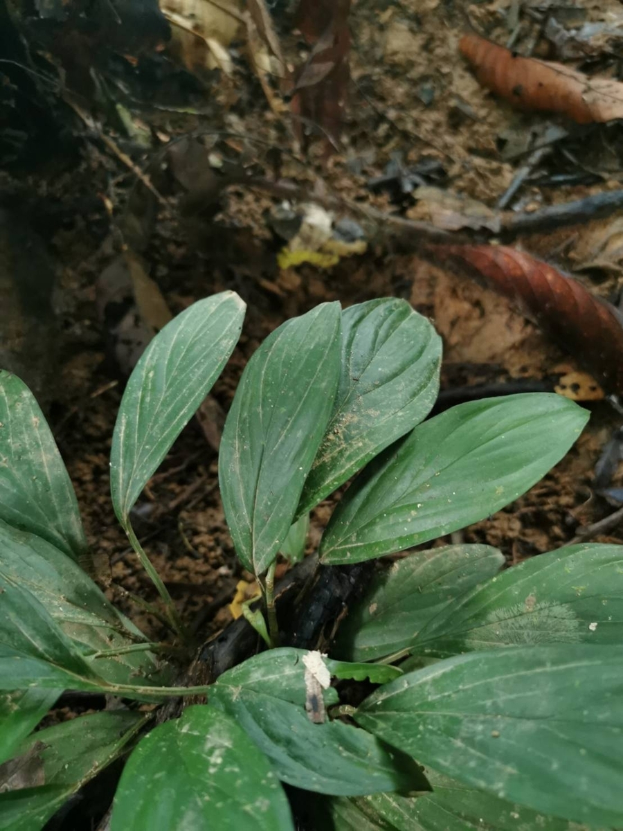 Piptospatha sp.from Ng Pinoh【AZ0425-3】 - azulaquarium’s diary