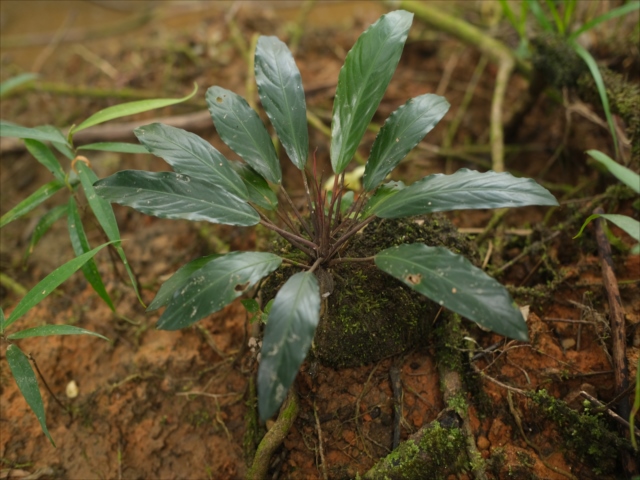 Piptospatha sp.from Ng Pinoh【AZ0425-3】 - azulaquarium’s diary