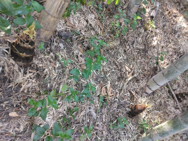 〖神様の成分 〗令和5年4月の記録②干し筍 初🔰チャレンジ🤩 ️ - babasureiko’s blog