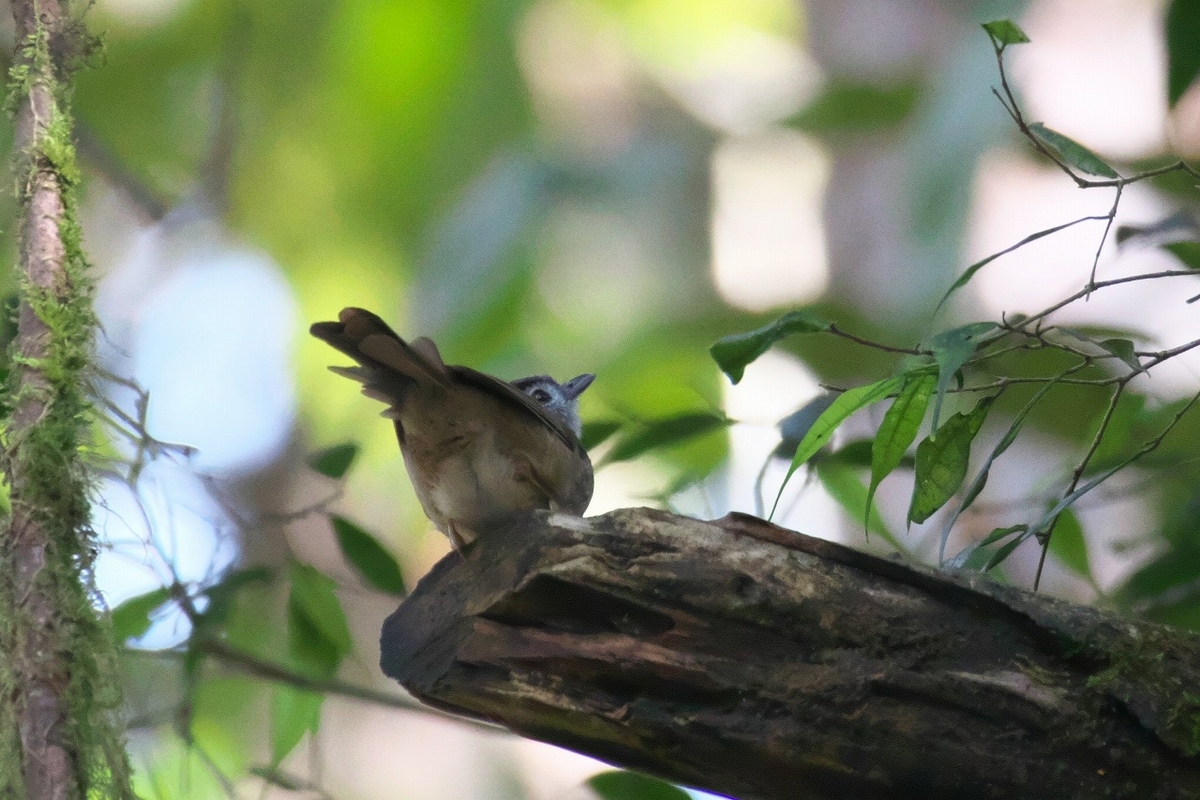 ヤマチメドリ - 鳥の写真、ほか。