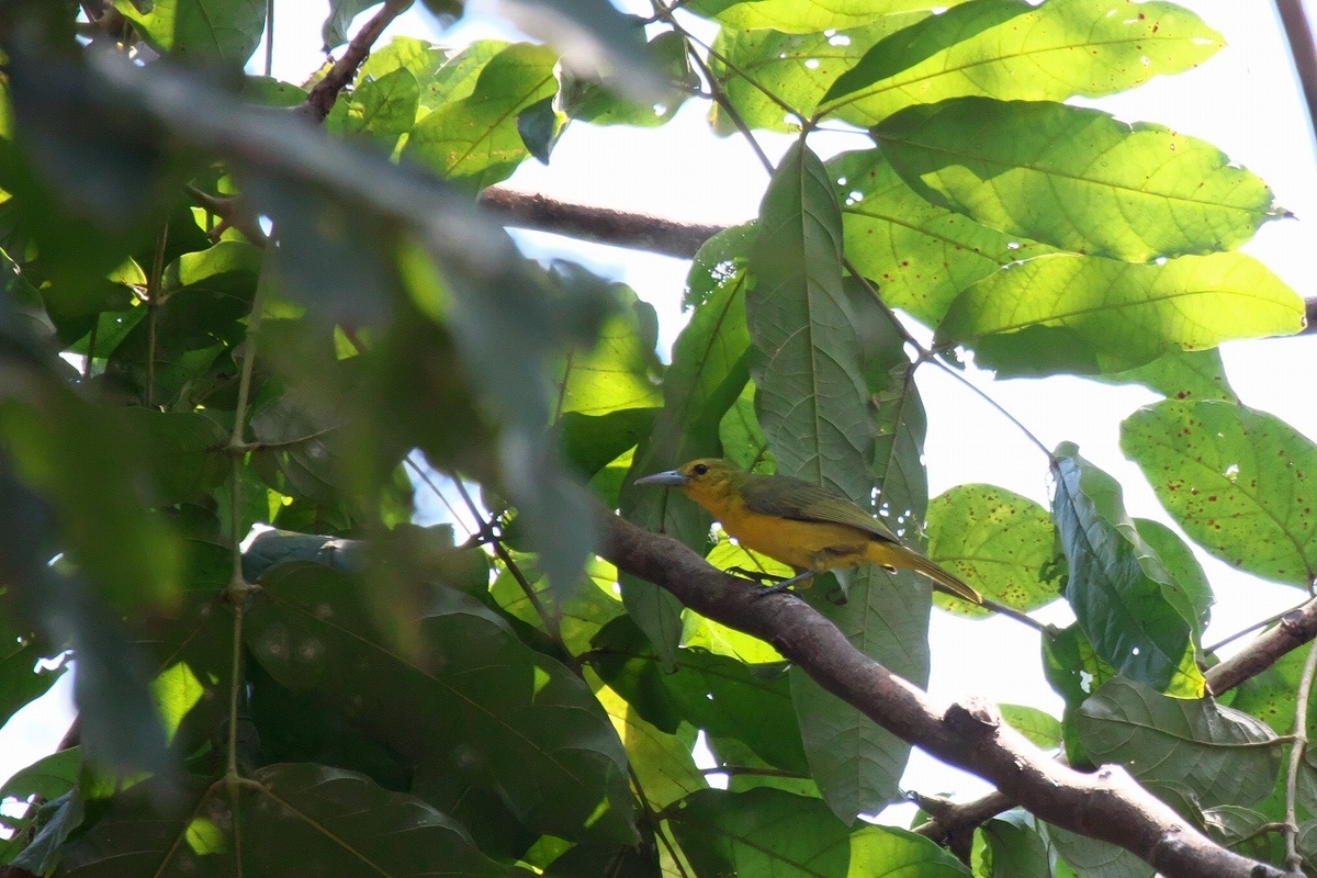 オオヒメコノハドリ Great Iora - 鳥の写真、ほか。