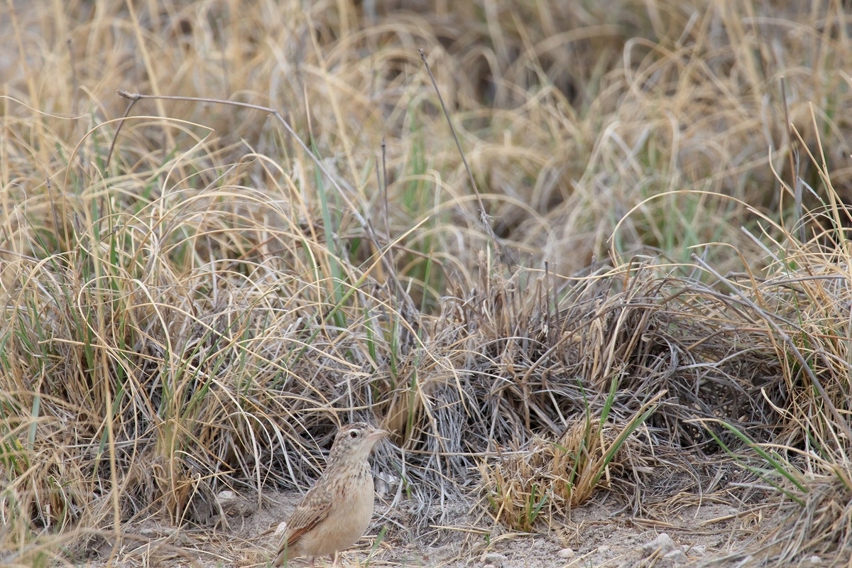 ヒガシハイイロヤブヒバリ Eastern Clapper Lark - 鳥の写真、ほか。