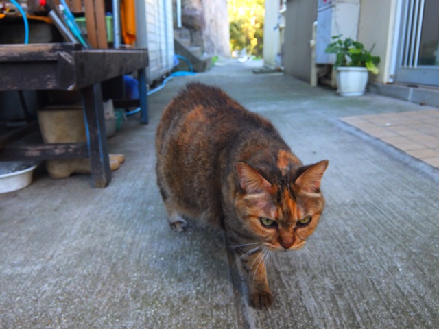 ええじゃん広島県〜尾道〜 - ねこのしっぽ
